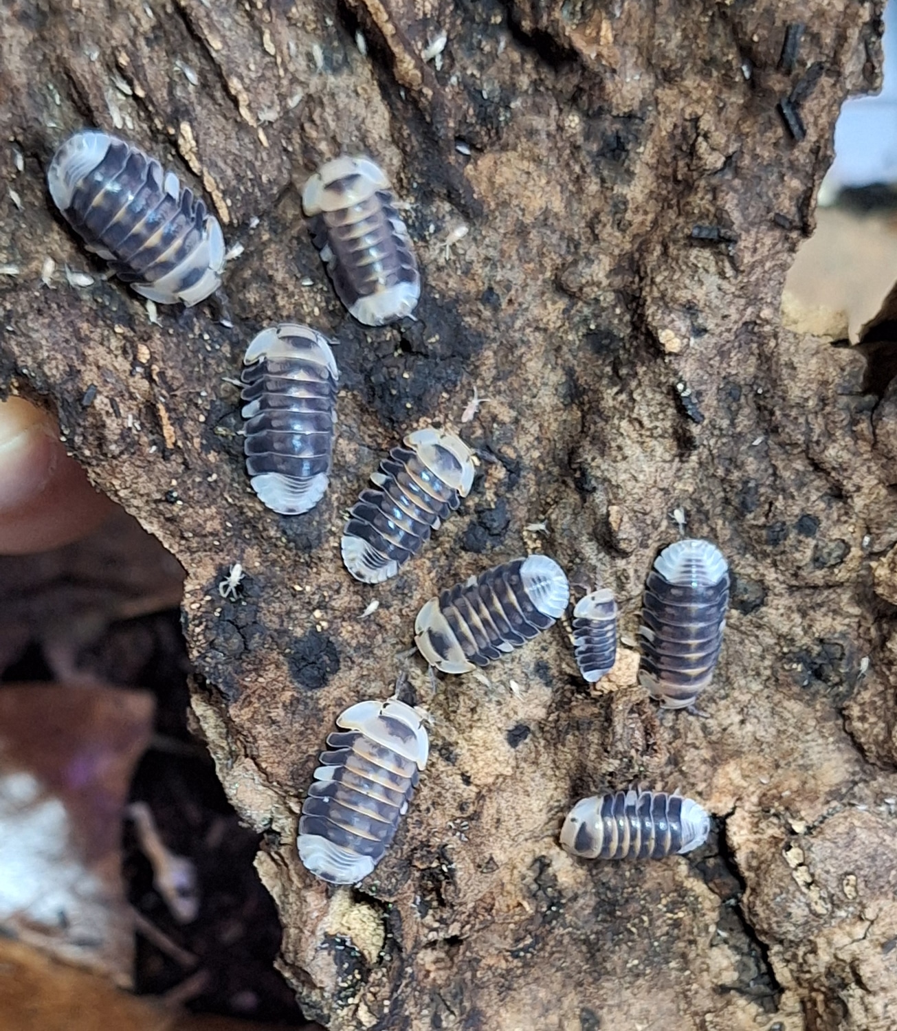 5ct White Ducky Cubaris Isopod by Mickyfl Chams - MorphMarket
