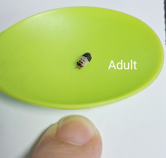 50ct Cubaris White Shark Isopod by MICKYCHAMS