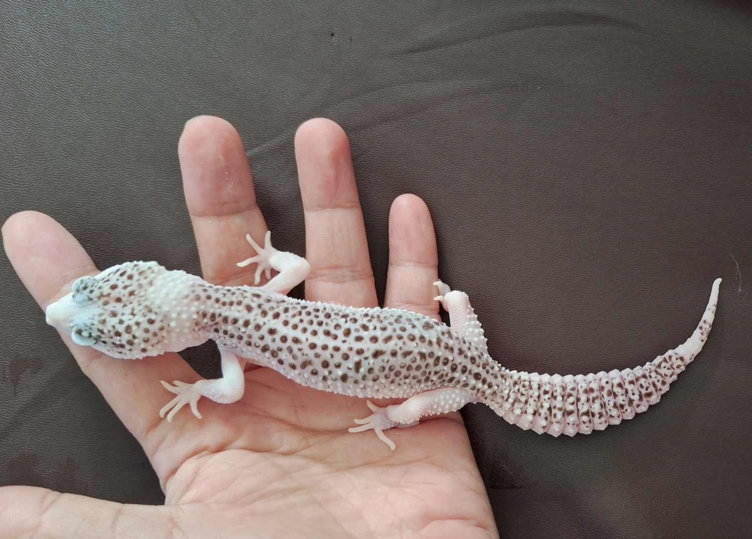 Adult Female Pied Galaxy Leopard Gecko by Mickyfl Chams - MorphMarket