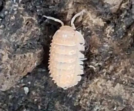 20ct Cristarmadillidium Muricatum Pineapple Spain Spiny Isopods by ...