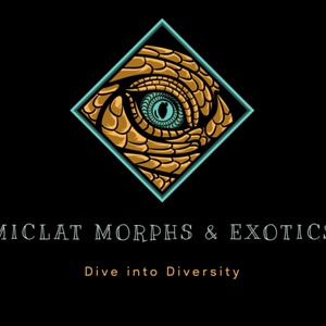 Miclat Morphs & Exotics - MorphMarket