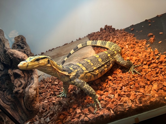 Cumingi Water Monitor by Miclat Morphs & Exotics