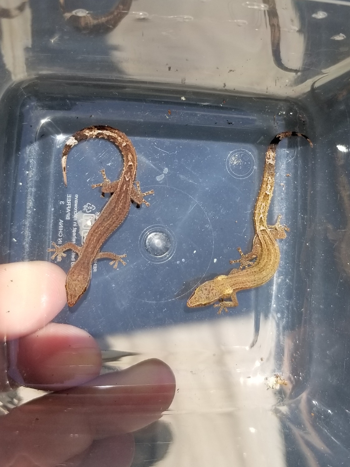 Ebenavia Inunguis CB More Gecko by Micro Geckos and More. - MorphMarket