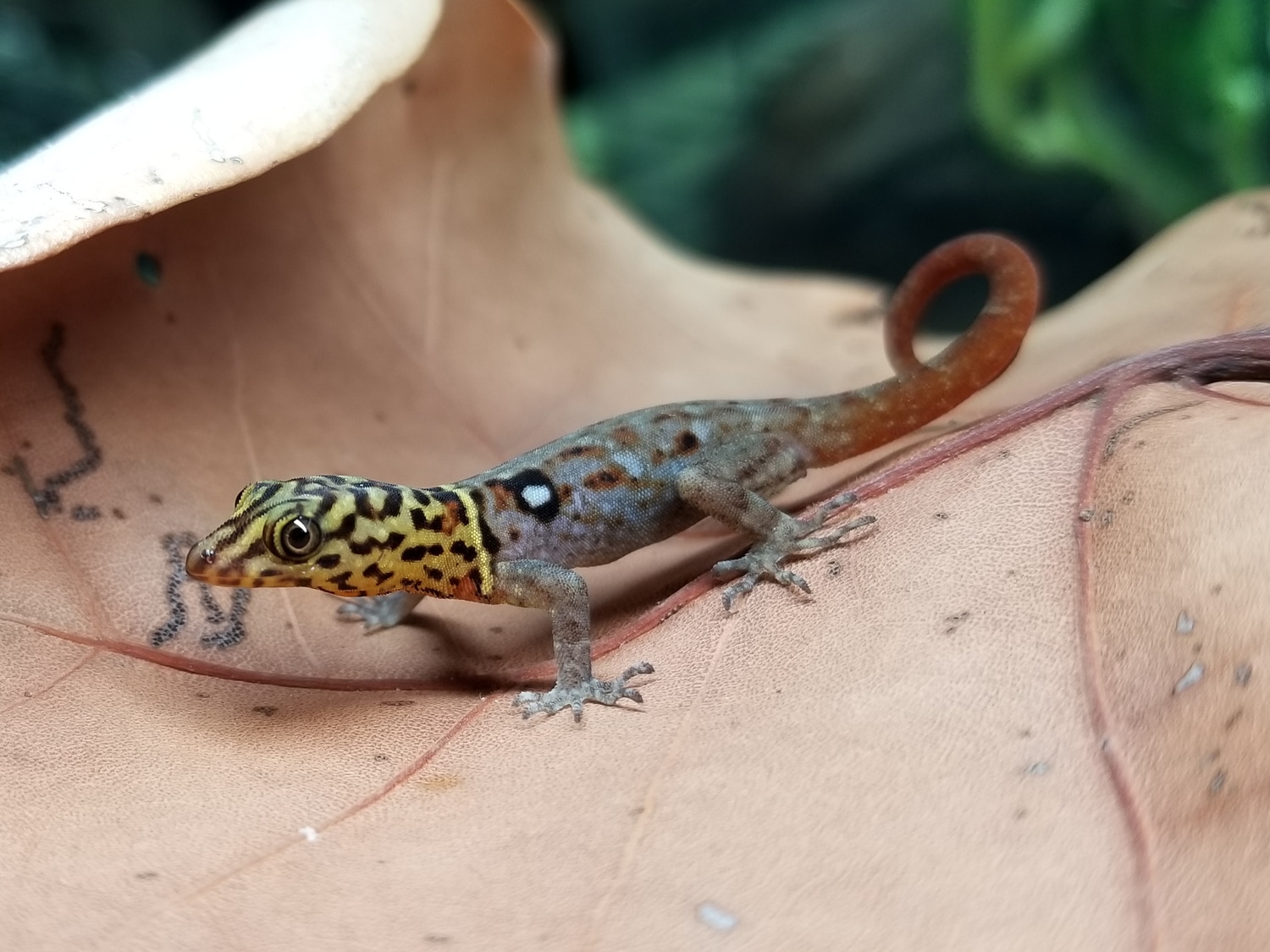 Gonatodes Ocellatus More Gecko by Micro Geckos and More. - MorphMarket