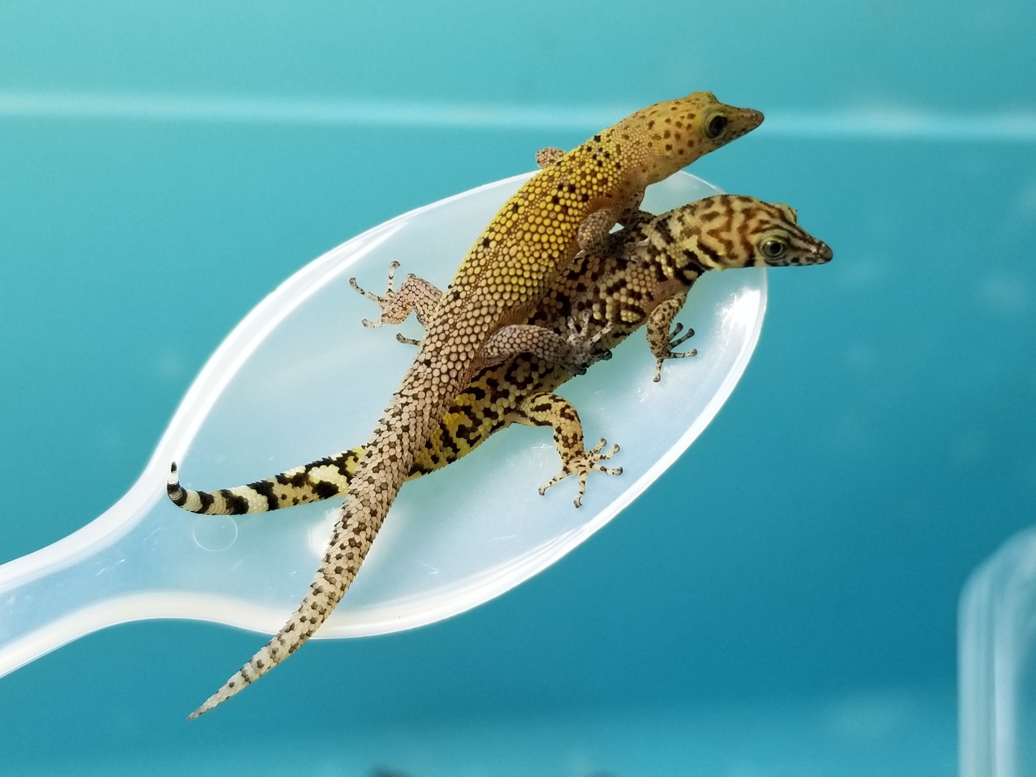 Sphaerodactylus Rosaurae RARE More Gecko by Micro Geckos and More ...