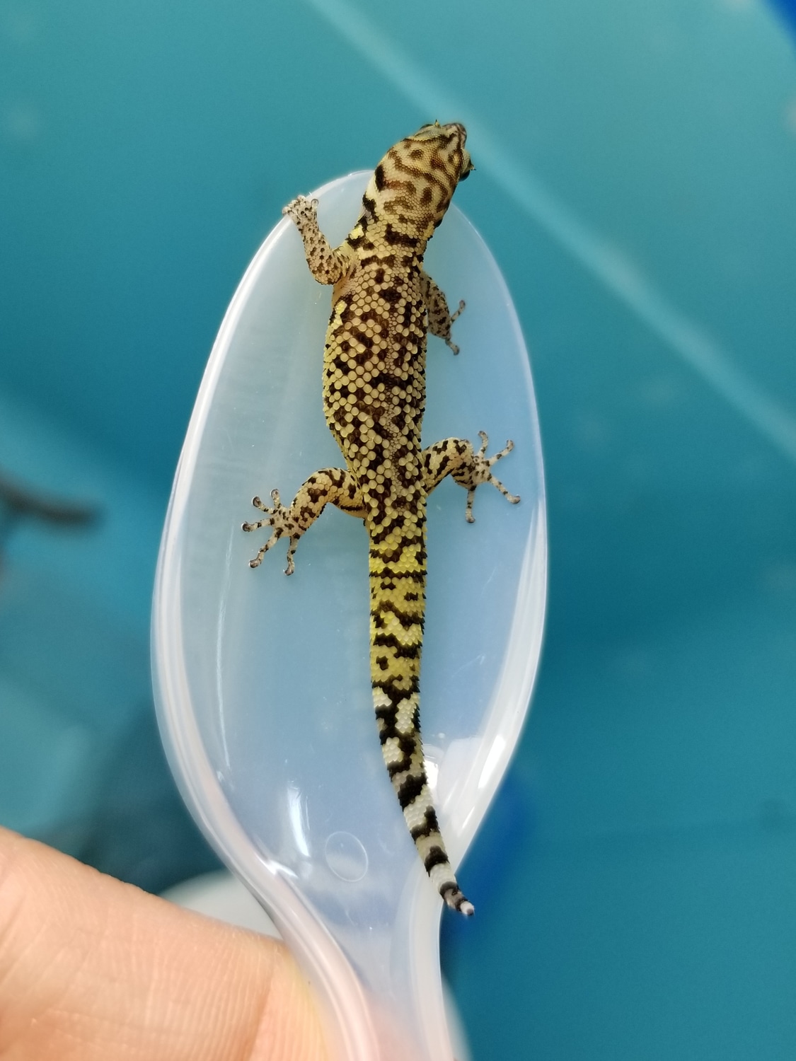 Sphaerodactylus Rosaurae RARE Other Gecko by Micro Geckos and More ...