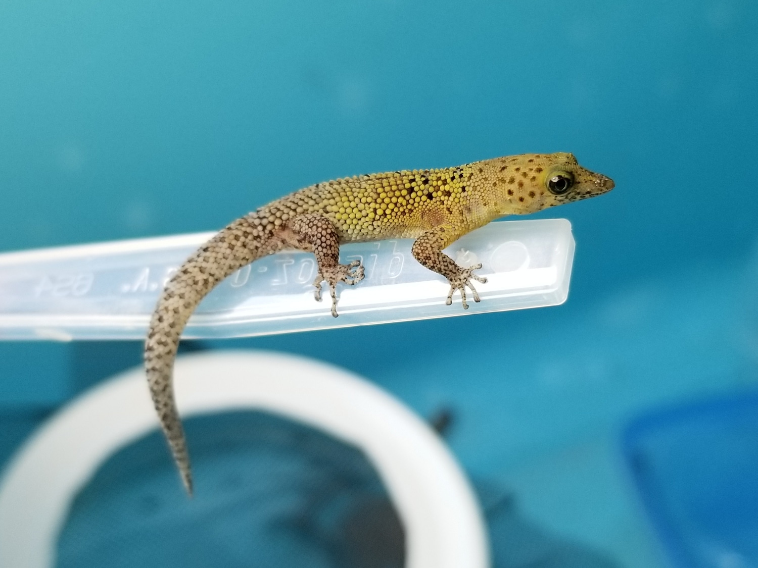 Sphaerodactylus Rosaurae RARE Other Gecko by Micro Geckos and More ...