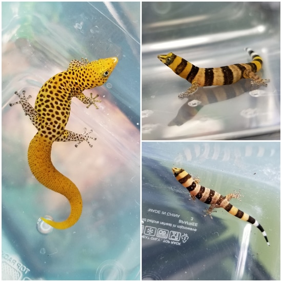 Sphaerodactylus Ocujal Pair More Gecko by Micro Geckos and More.