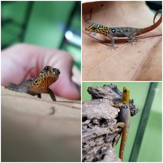 Gonatodes Ocellatus Pair More Gecko by Micro Geckos and More.
