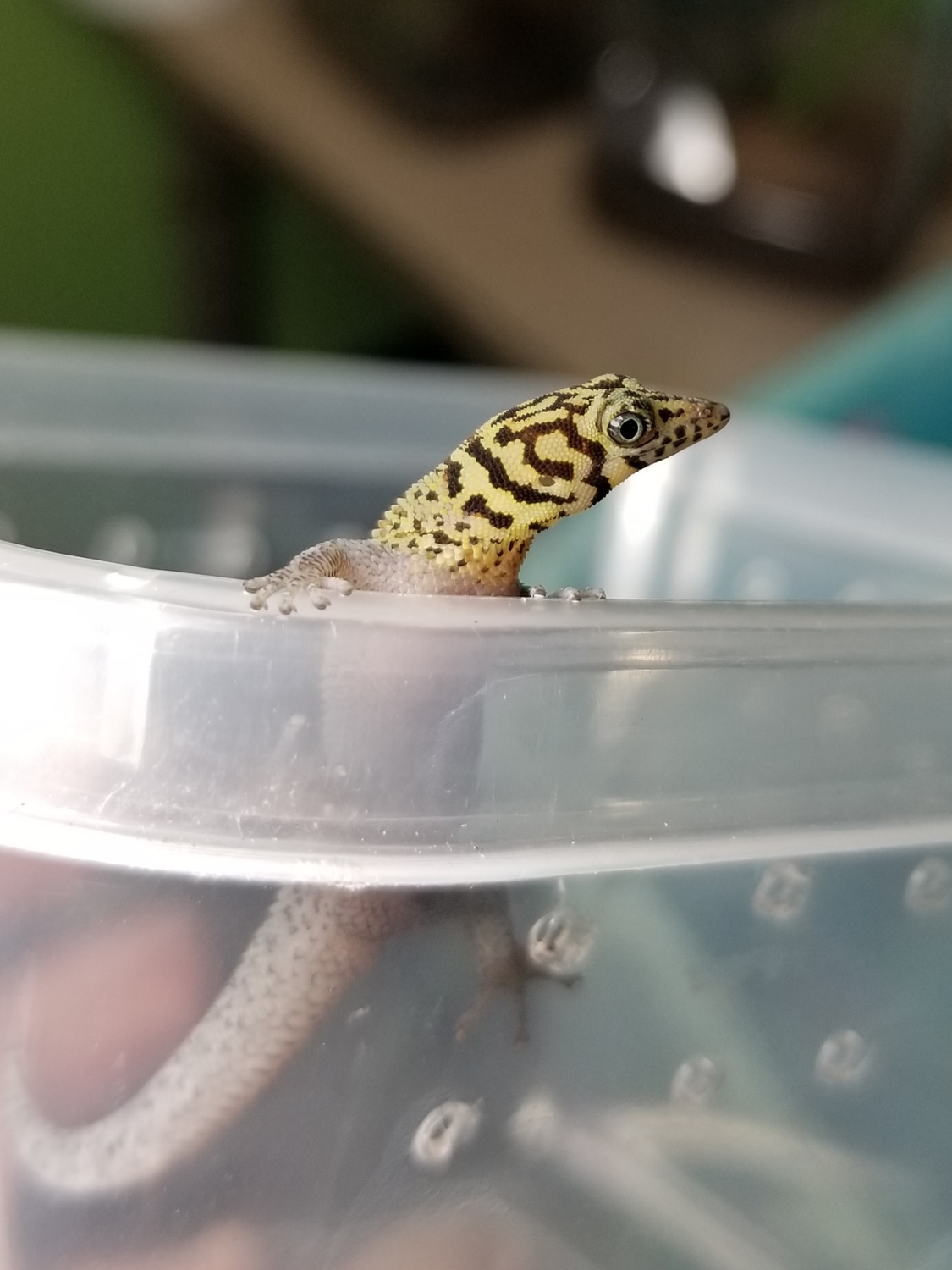 High Colored Rosaurae More Gecko by Micro Geckos and More. - MorphMarket