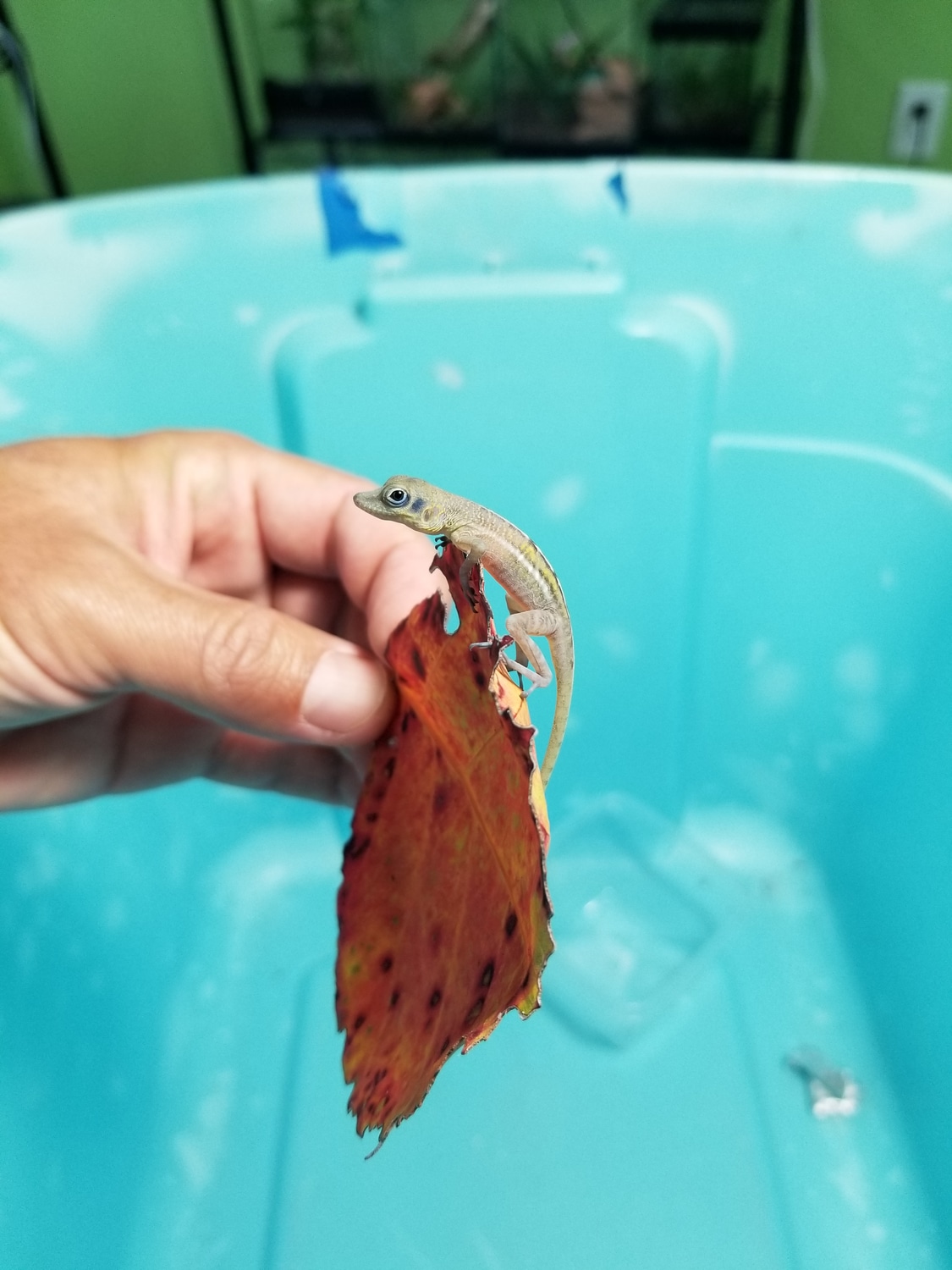 Trio Of Bartschi RARE Anole by Micro Geckos and More. - MorphMarket