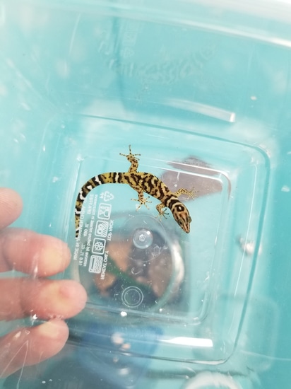 Alphus Pair RARE More Gecko by Micro Geckos and More.