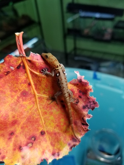 Ocellatus Pair More Gecko by Micro Geckos and More.