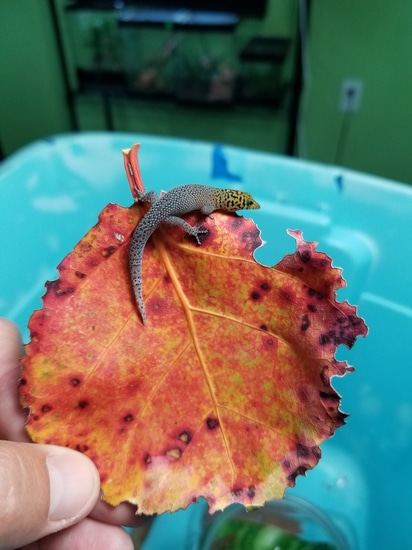 Rosaurae Pair RARE FORM More Gecko by Micro Geckos and More.