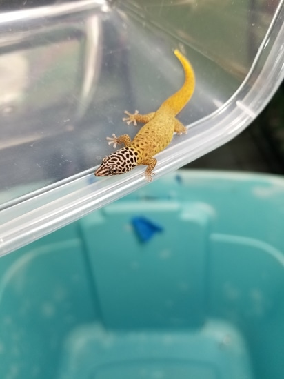 Dimorphicus Pair RARE More Gecko by Micro Geckos and More.