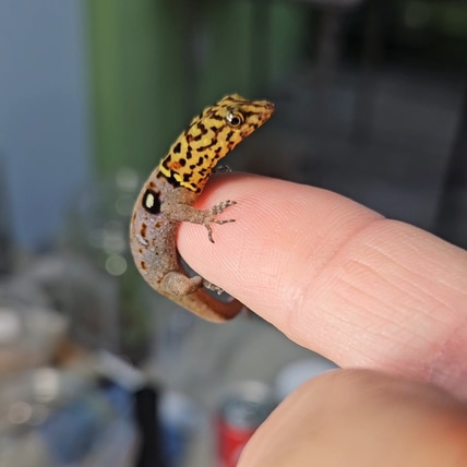 Micro Geckos and More. - MorphMarket