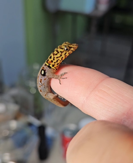 Gonatodes Ocellatus. Stunning Pair More Gecko by Micro Geckos and More.
