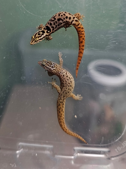 Sphaerodactylus Macrolepis Pair Free Shipping More Gecko by Micro ...