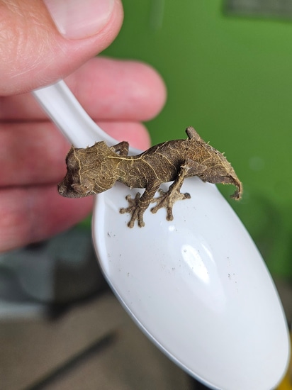 Uroplatus Ebenaui Young Pair Leaf-Tailed Gecko by Micro Geckos and More.