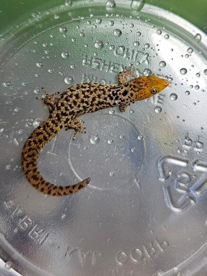 Sphaerodactylus Ateles Pair Free Shipping More Gecko by Micro Geckos ...