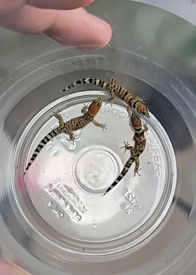 Nice Rosaurae Group More Gecko by Micro Geckos and More.