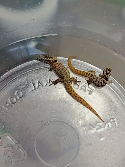 Sphaerodactylus Macrolepis Culebra Pair More Gecko by Micro Geckos and ...