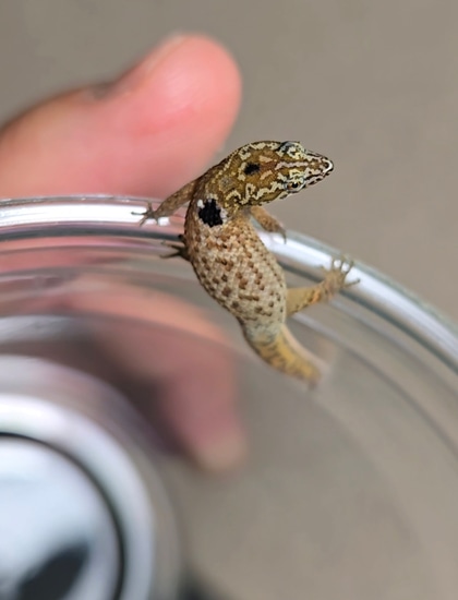 Sphaerodactylus Inigoi PAIR More Gecko by Micro Geckos and More.