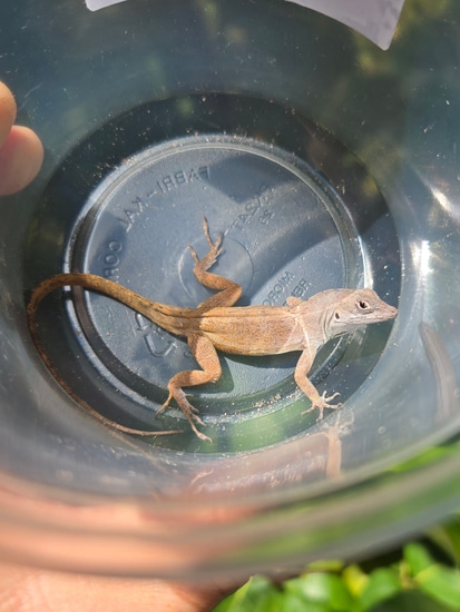 Sagrei Ordinatus Pair RARE Anole by Micro Geckos and More.