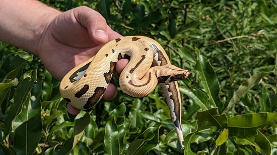 Goldeneye Blood Python by Mid America Reptiles