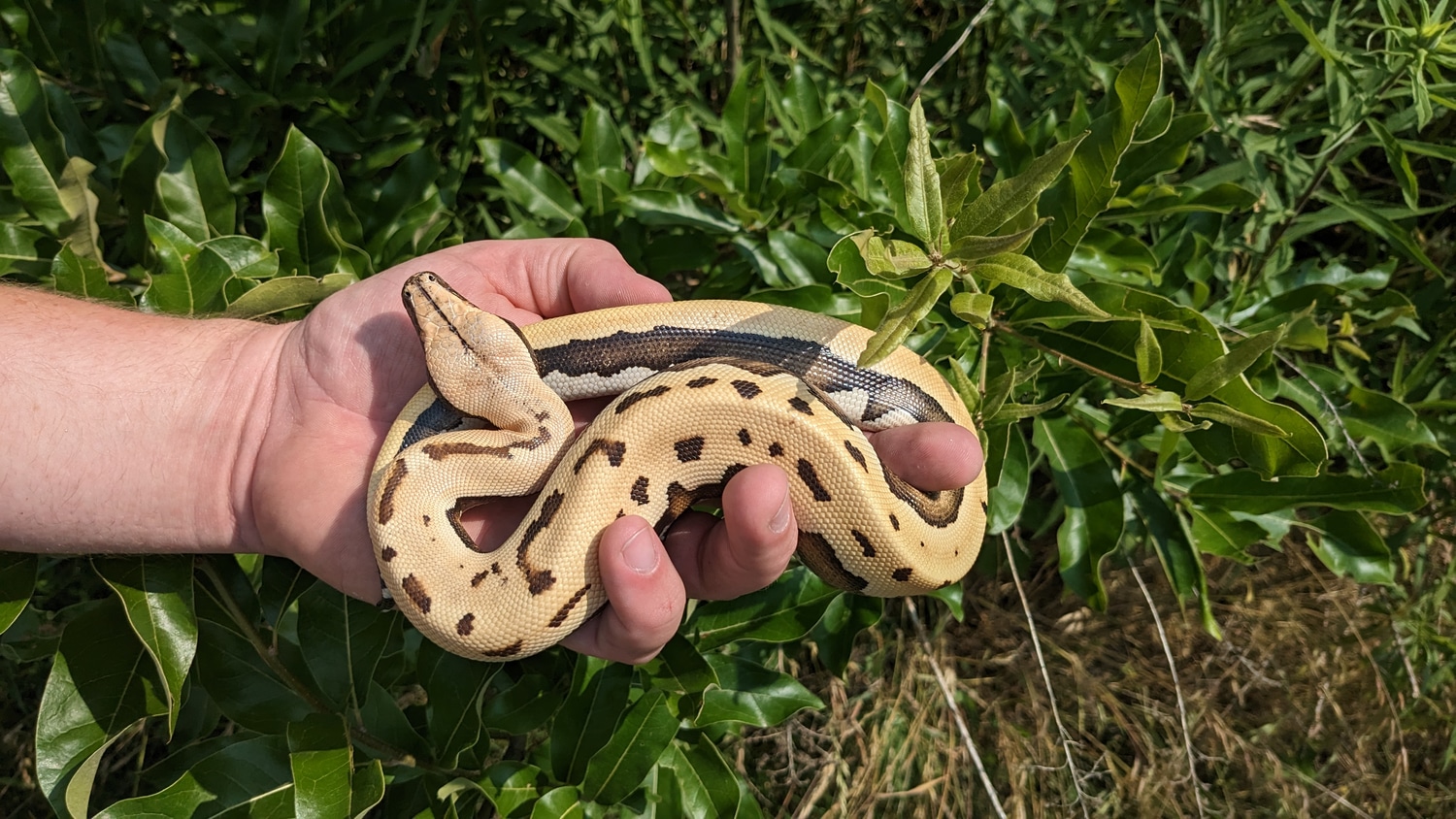 Goldeneye Blood Python by Mid America Reptiles - MorphMarket