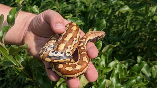 Normal From Marter Line Dam Blood Python by Mid America Reptiles