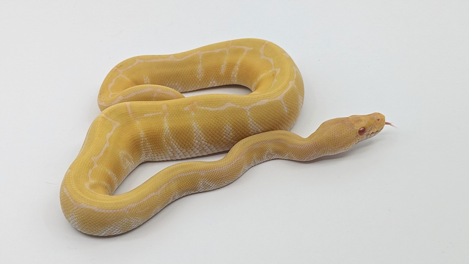 Albino Pinstripe Ball Python by Mid America Reptiles - MorphMarket