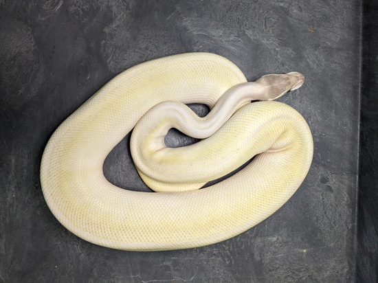 PROVEN Super Mojave Ball Python by Mid America Reptiles