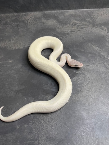 Super Mojave Ball Python by Mid America Reptiles