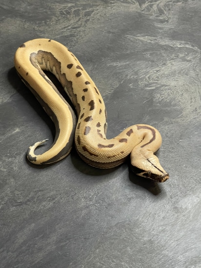 *NO RESERVE* Goldeneye Blood Python by Mid America Reptiles