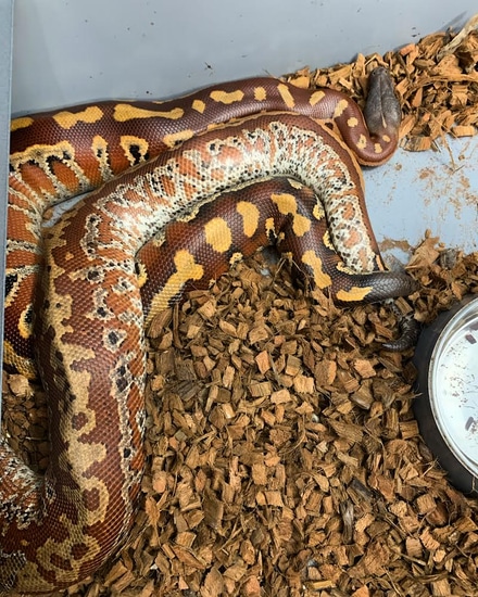 Batik Blood Python by Mid America Reptiles