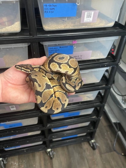 Spotnose Het Hypo/Puzzle Ball Python by Mid America Reptiles