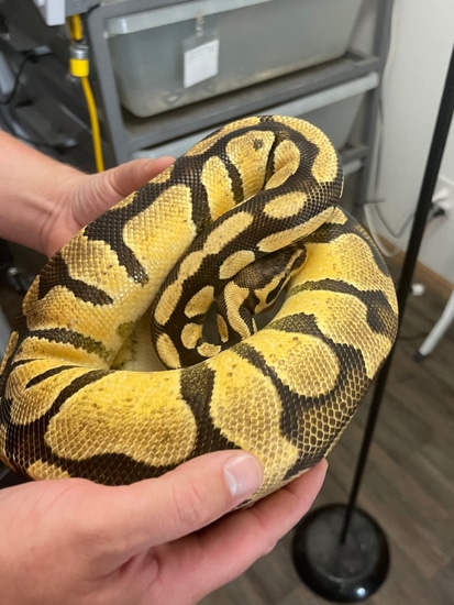RTB Super Pastel Enchi Ball Python by Mid America Reptiles