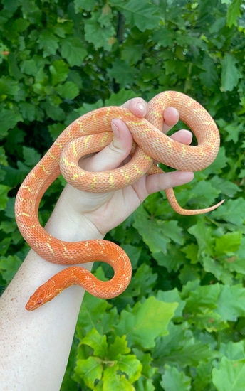 Bloodred Mandarin Corn Snake by Mid America Reptiles
