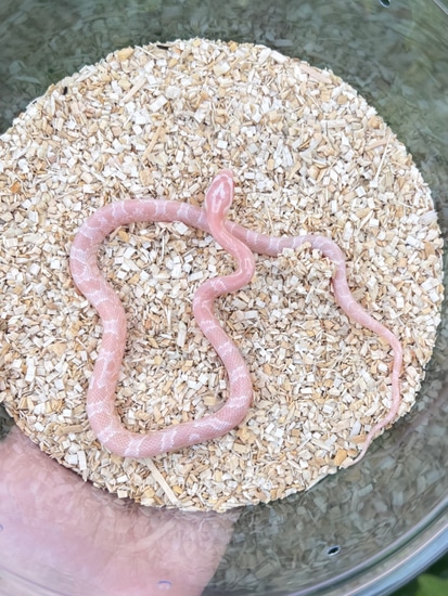 Red Factor Snow Corn Snake by Mid America Reptiles