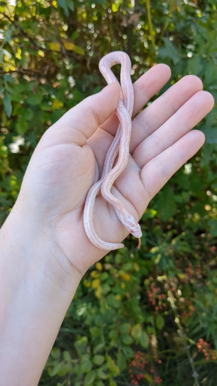 Red Factor Snow Tessera Corn Snake by Mid America Reptiles