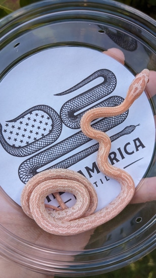 Red Factor Snow Tessera Corn Snake by Mid America Reptiles