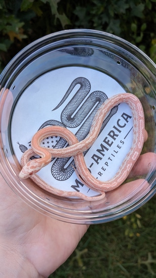 Red Factor Snow Tessera Corn Snake by Mid America Reptiles