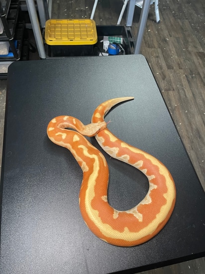 T+ Hypo Stripe Blood Python by Mid America Reptiles