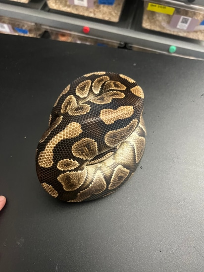 Cinder 50% Het Hypo Ball Python by Mid America Reptiles