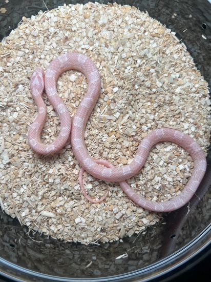 Red Factor Snow Corn Snake by Mid America Reptiles