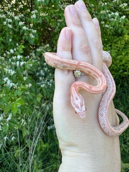 Red Factor Snow Tessera Corn Snake by Mid America Reptiles
