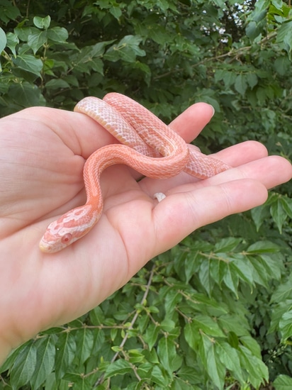Red Factor Snow Tessera Corn Snake by Mid America Reptiles