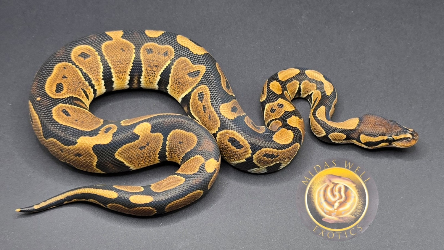 Midas Well Exotics's Collection - MorphMarket