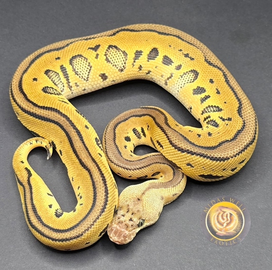 Free Shipping Male Pastel Leopard Clown Ball Python by Midas Well Exotics